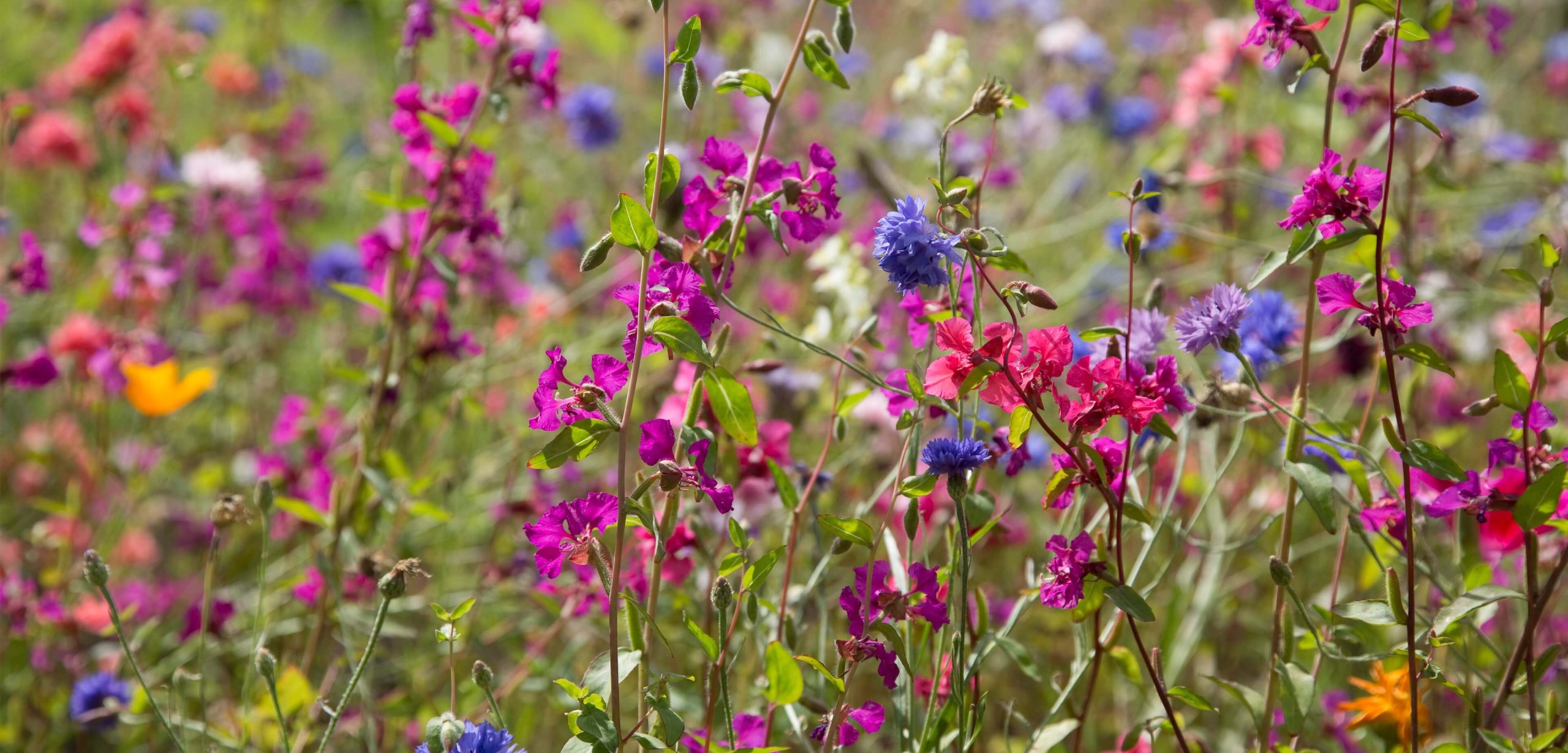 Please keep checking for future events - Springhead Trust